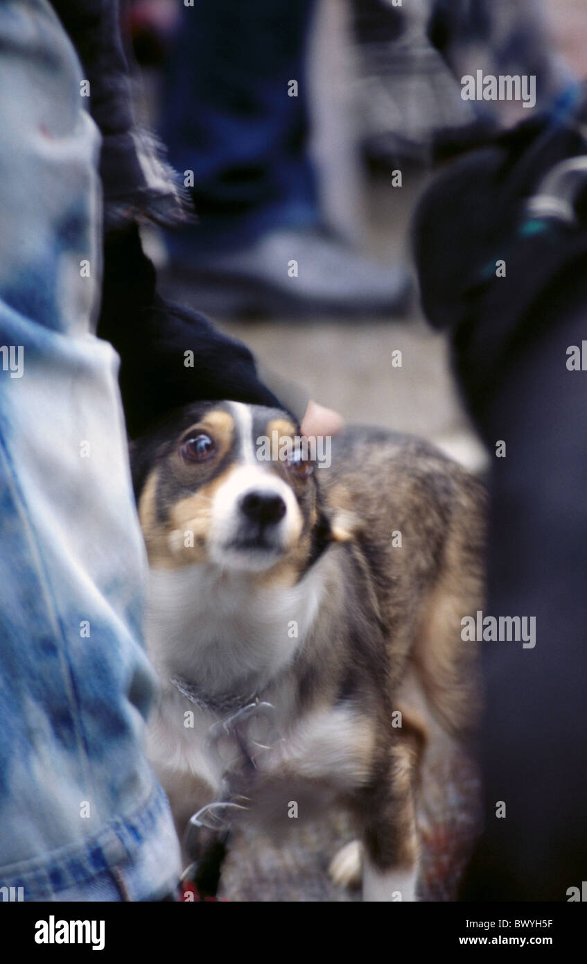 outside legs demo dog Demonstratioin protest remonstrance Switzerland ...