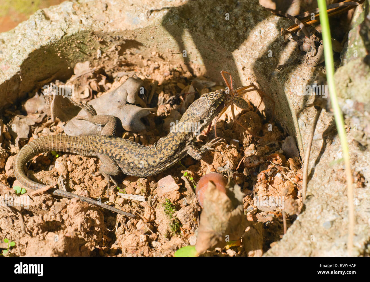 A common lizard eating a spider Stock Photo - Alamy