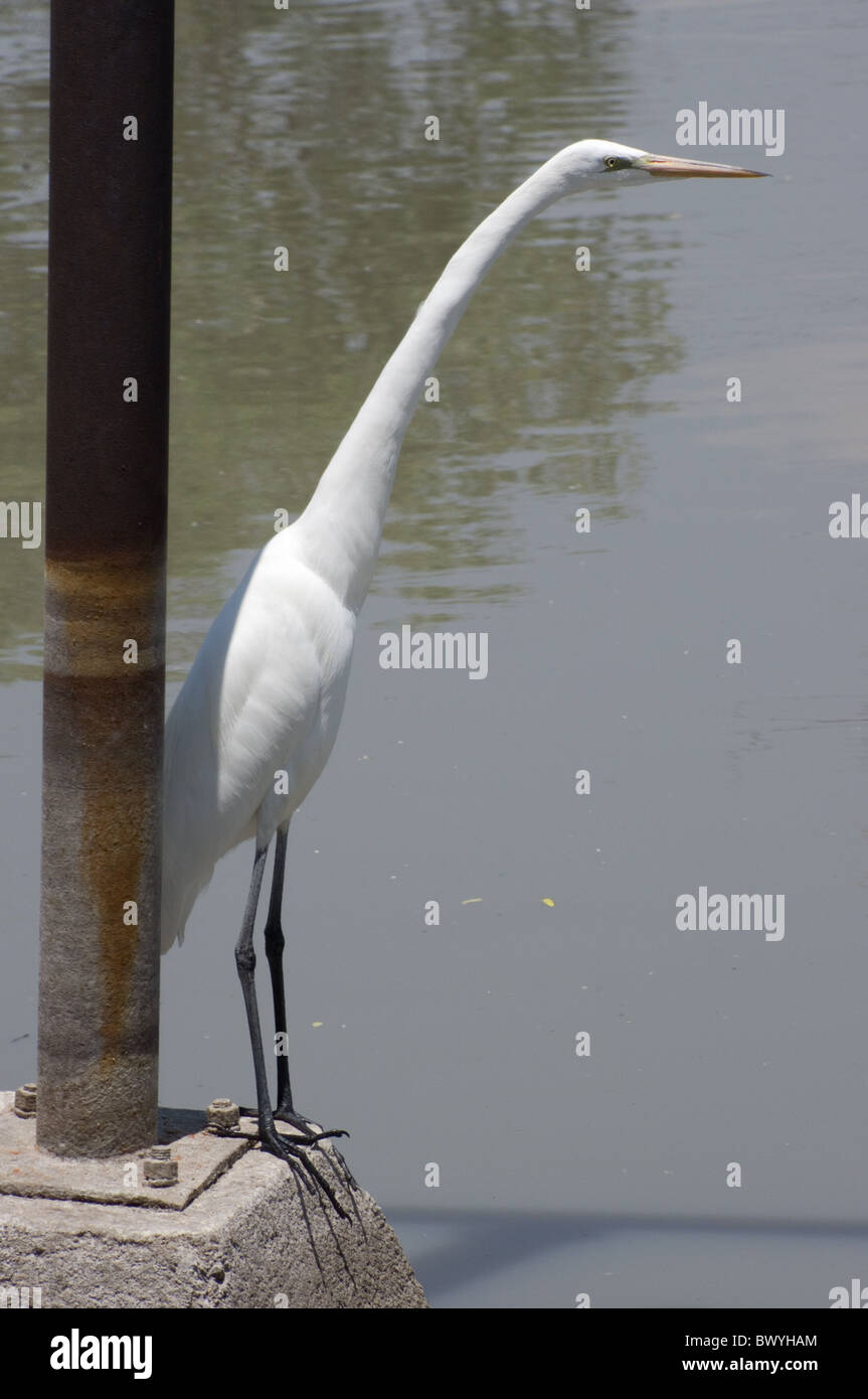 Photo of a Great Egret (Ardea alba) fishing in a lake in an urban area ...