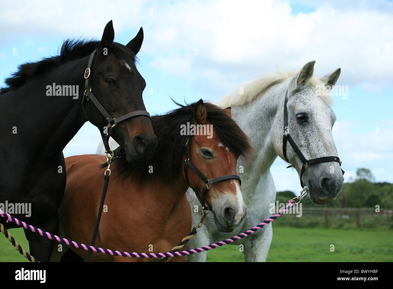 Three kings horses hi-res stock photography and images - Alamy