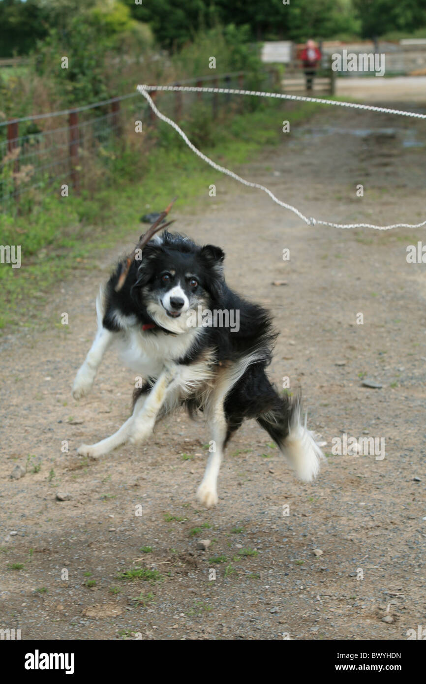 Sheepdog jumping in air to catch whip Stock Photo - Alamy