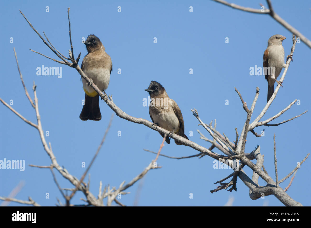 Dark-Capped Bulbul (Pycnonotus tricolor), Kruger National Park, South ...