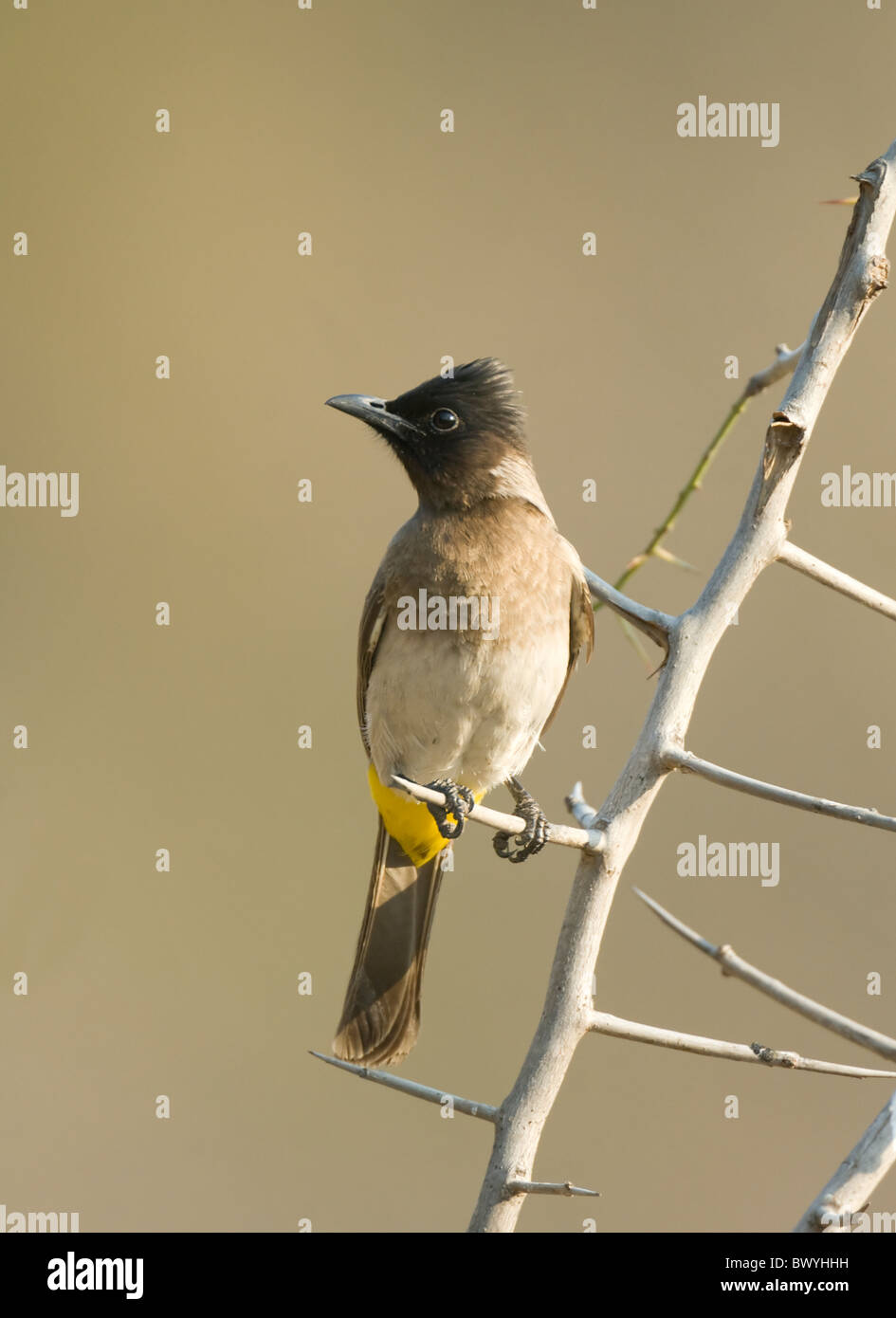 The dark capped bulbul pycnonotus tricolor hi-res stock photography and ...