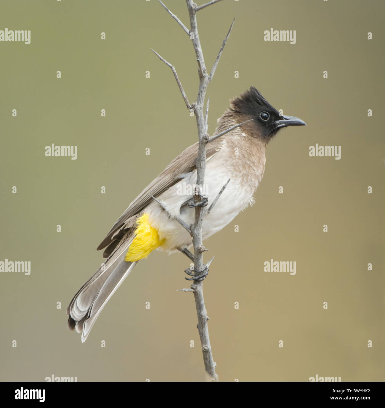Dark-Capped Bulbul (Pycnonotus tricolor), Kruger National Park, South ...