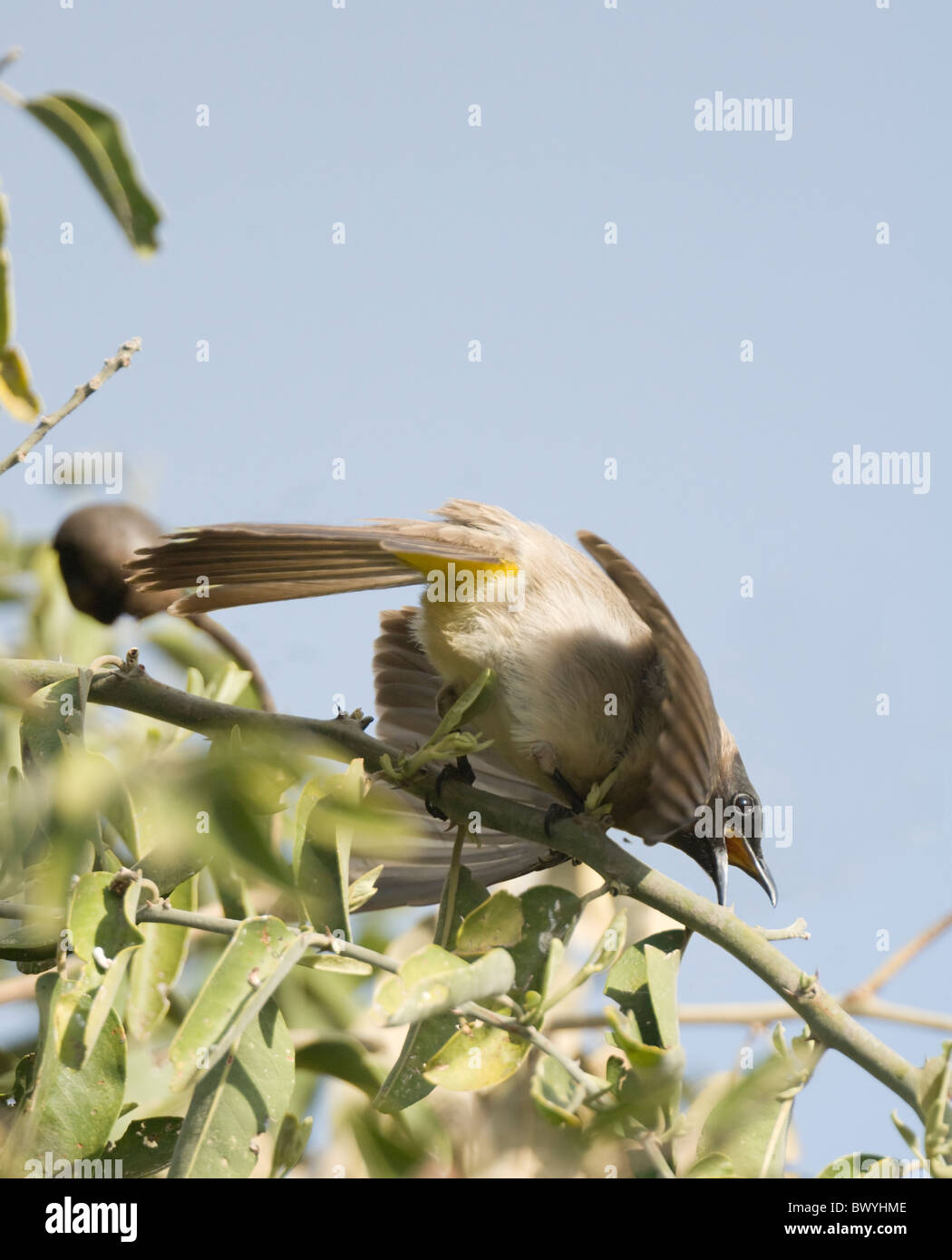 Dark-Capped Bulbul Pycnonotus tricolor Kruger National Park South ...