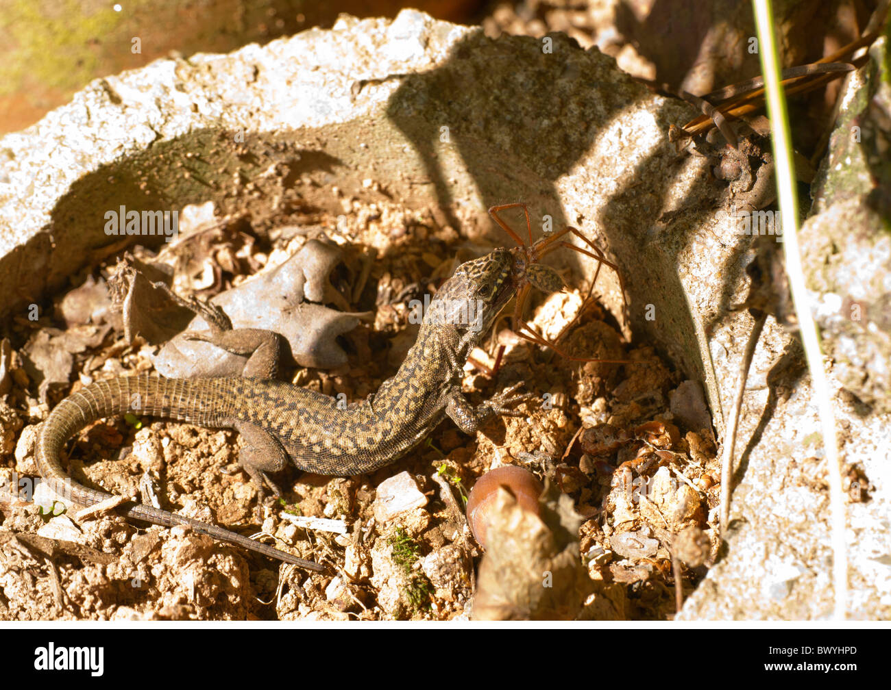 A common lizard eating a spider Stock Photo - Alamy
