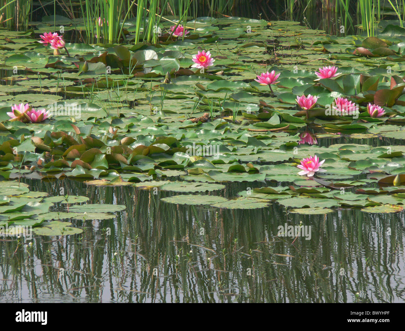 Suining china hi-res stock photography and images - Alamy
