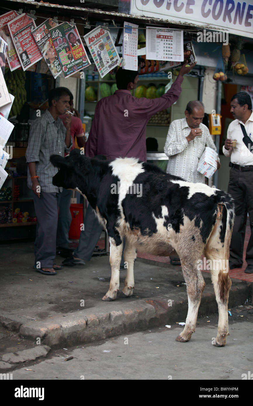 cow waiting for some donated food Andhra Pradesh South India Stock ...