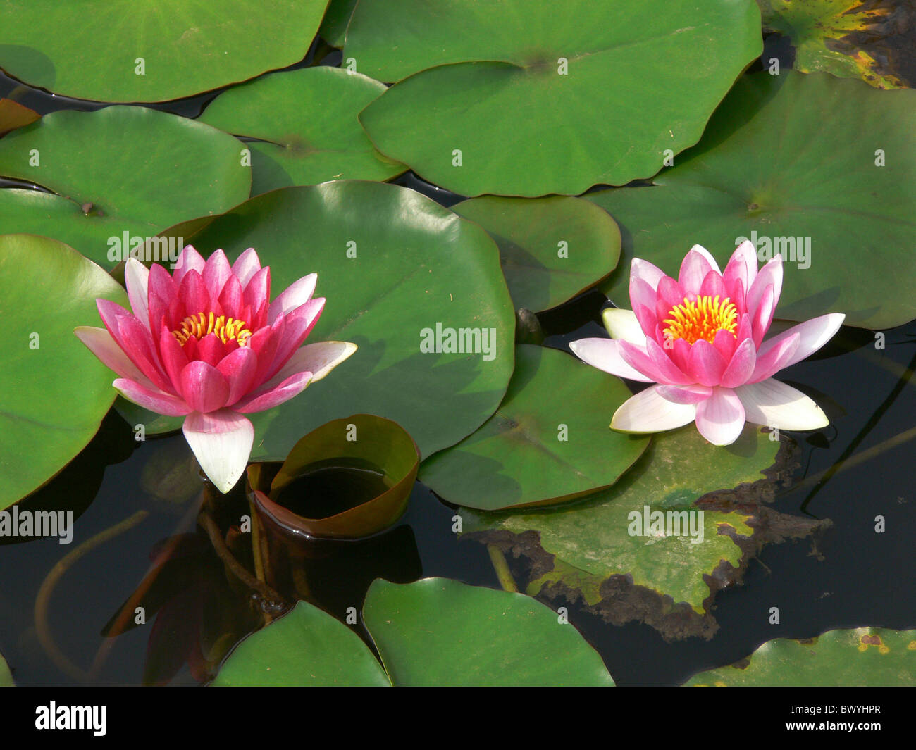 Blooming lotus, Suining, Sichuan Province, China Stock Photo - Alamy
