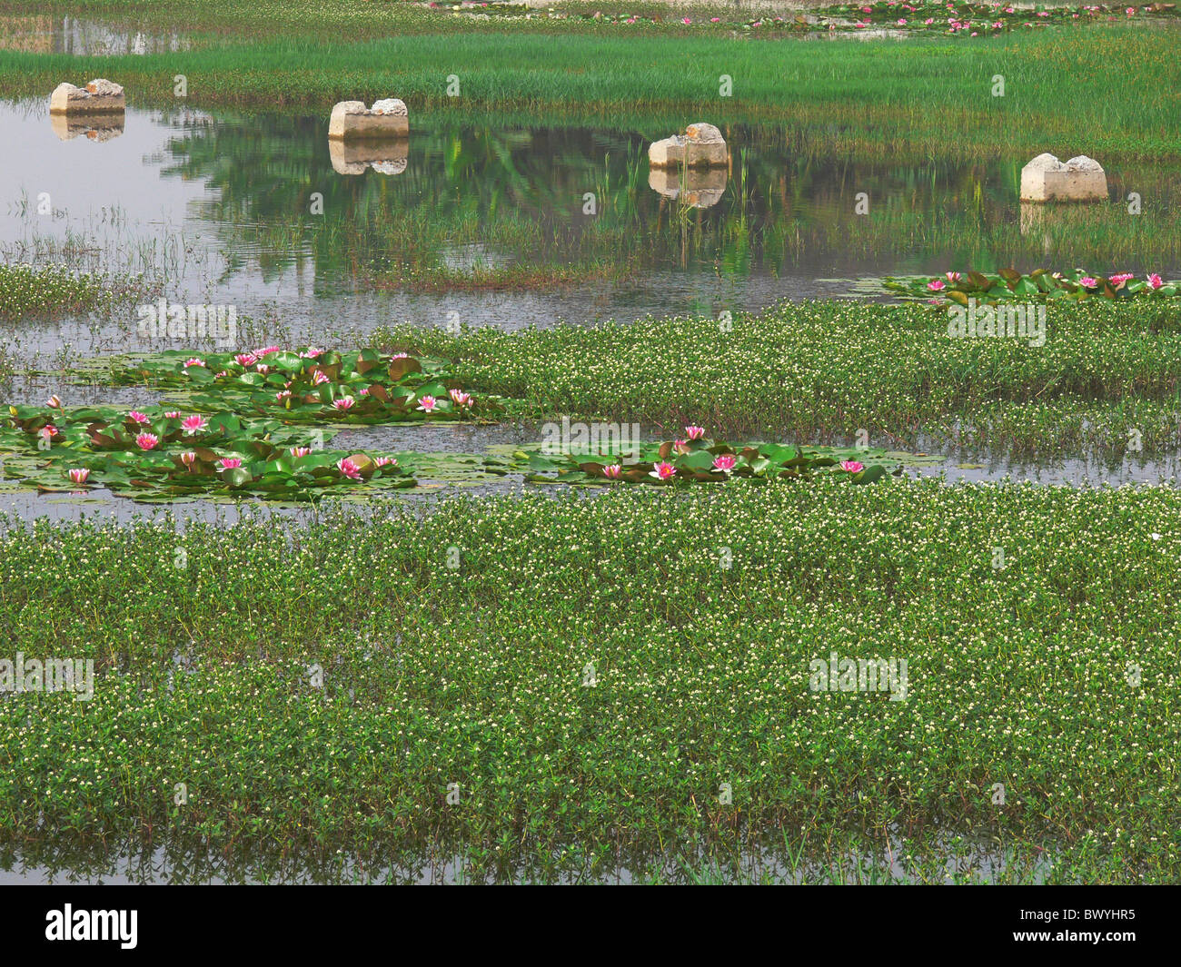 Blooming lotus, Suining, Sichuan Province, China Stock Photo - Alamy