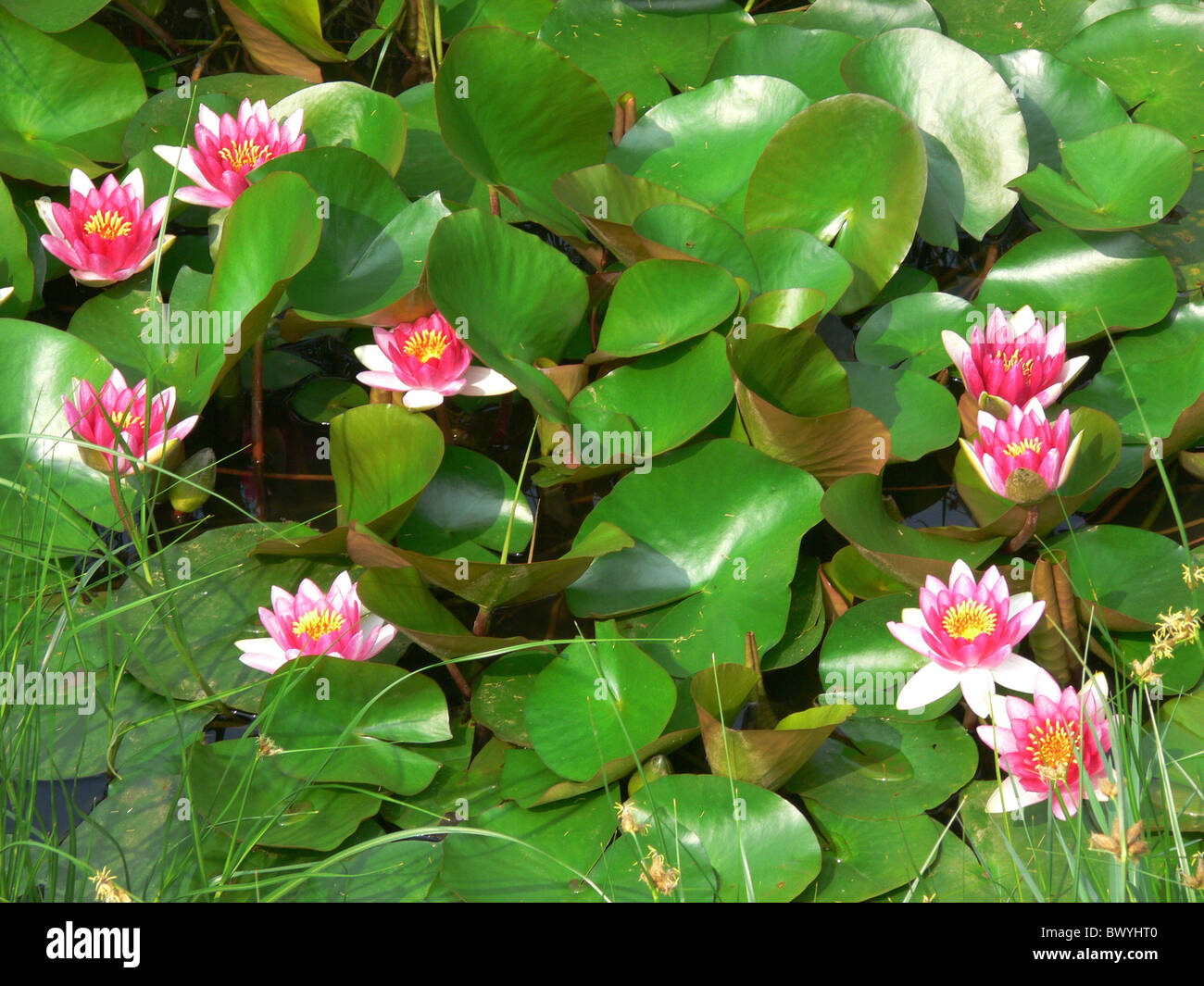 Suining china hi-res stock photography and images - Alamy