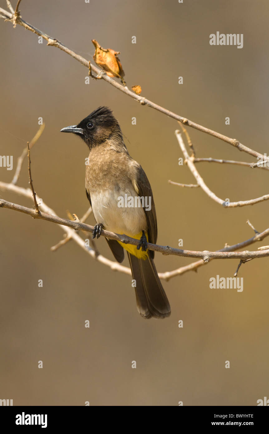 The dark capped bulbul pycnonotus tricolor hi-res stock photography and ...