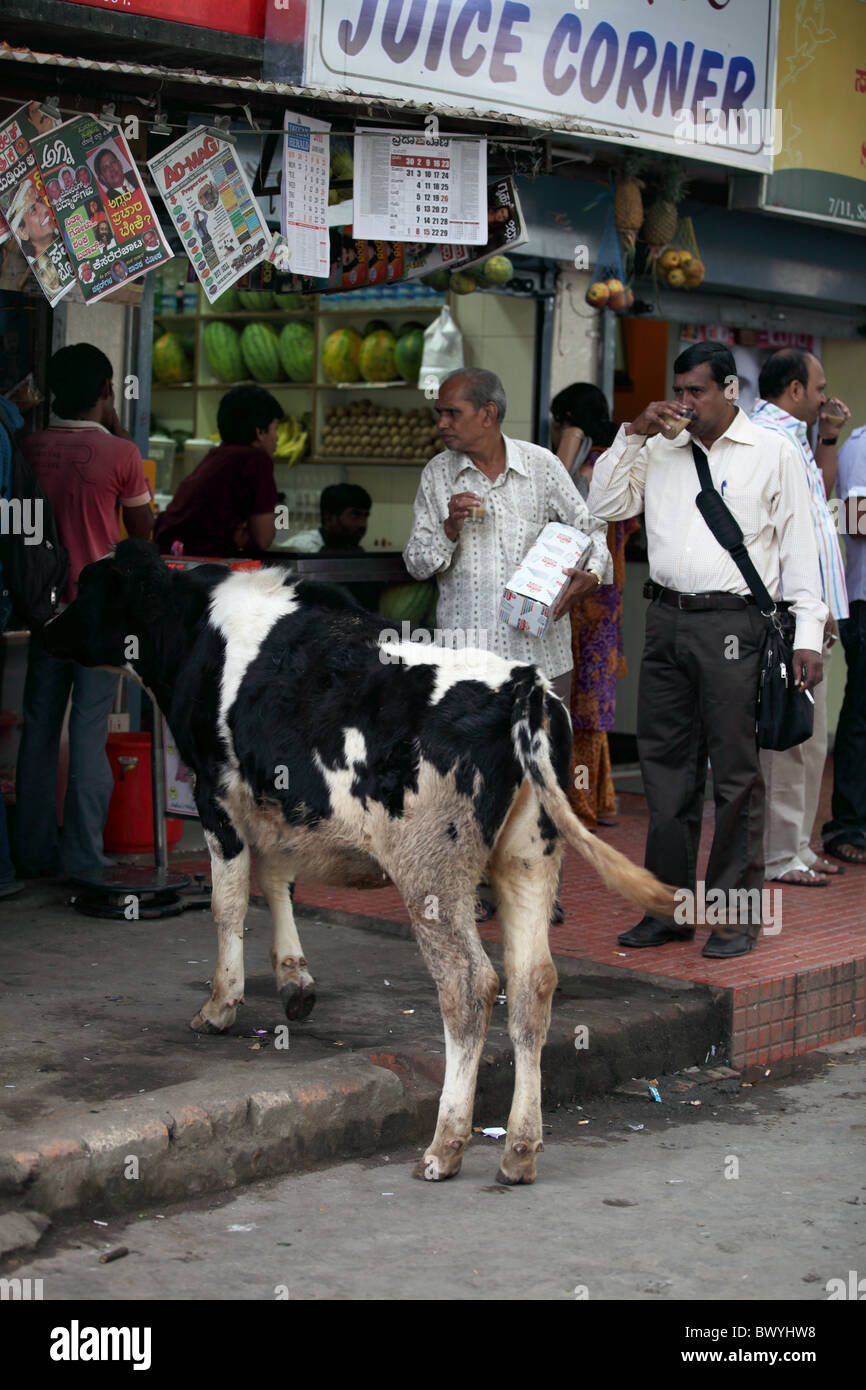 Cow corner hi-res stock photography and images - Alamy