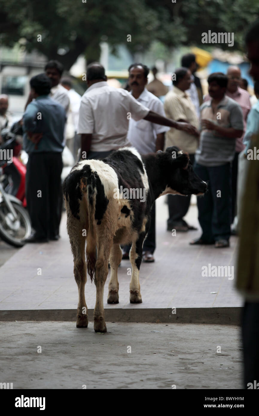 Cow corner hi-res stock photography and images - Alamy