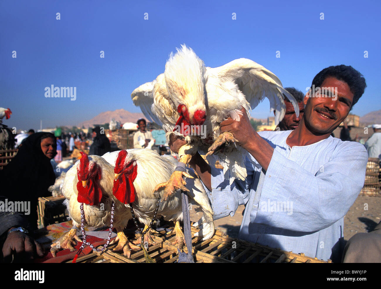 animal animals bird birds boxes chicken chickens customer Egypt North ...