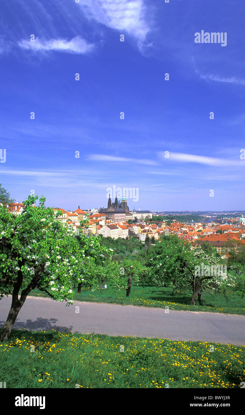 trees flower meadow spring nature park Prague town city Czechia Europe ...