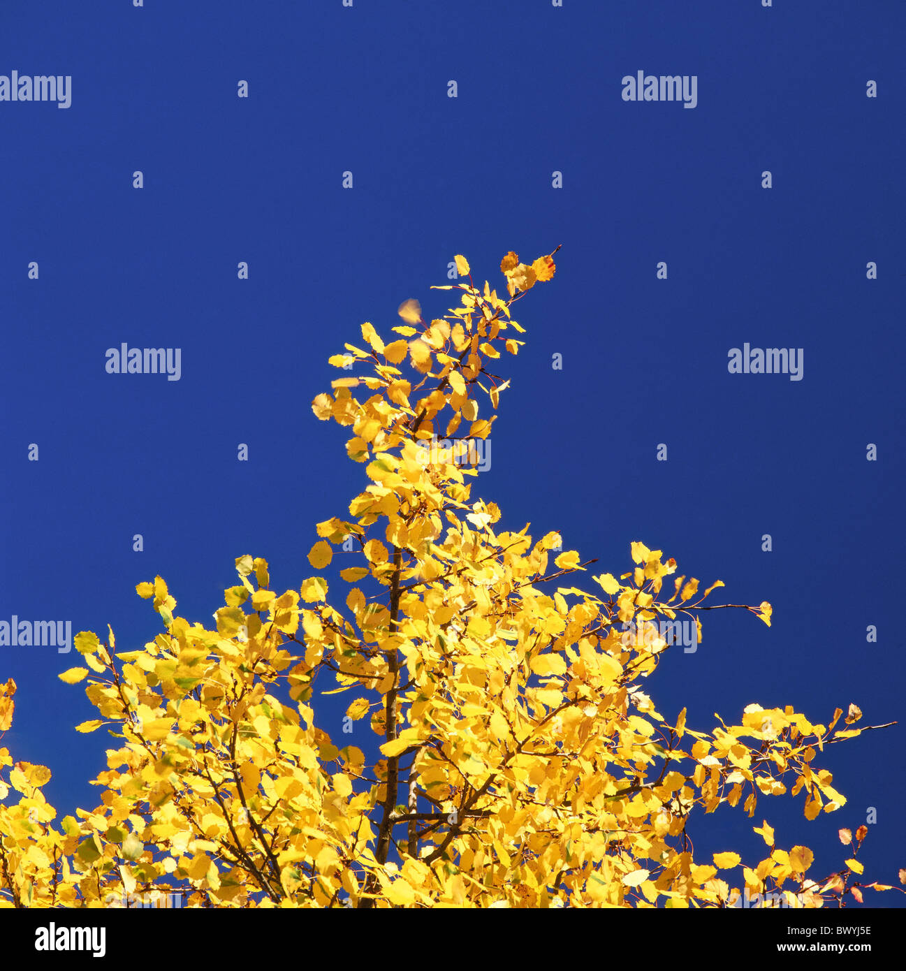 Golden brown crown hi-res stock photography and images - Alamy
