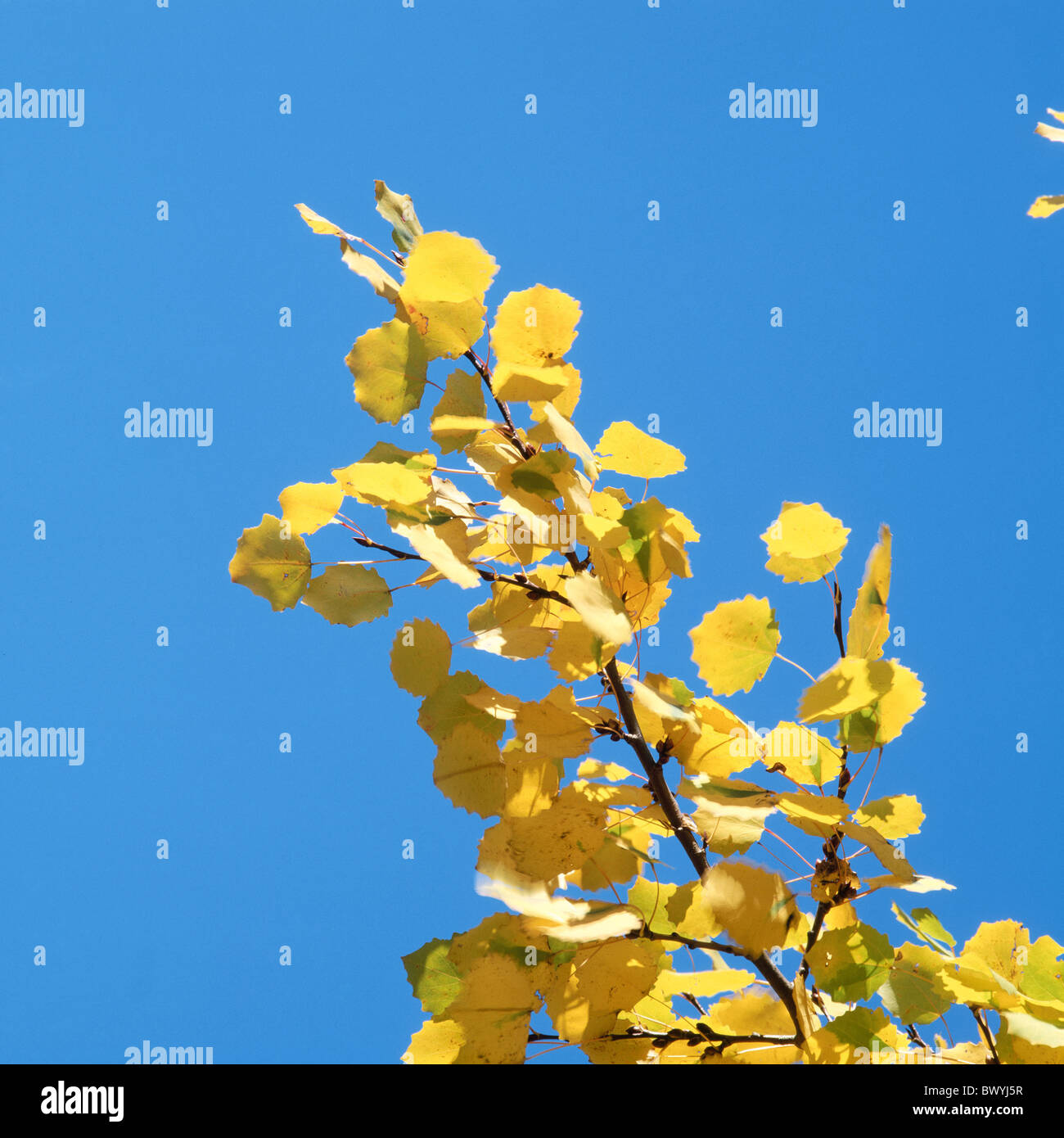 trees blue sky detail aspen golden brown autumn tremble aspen foliage ...