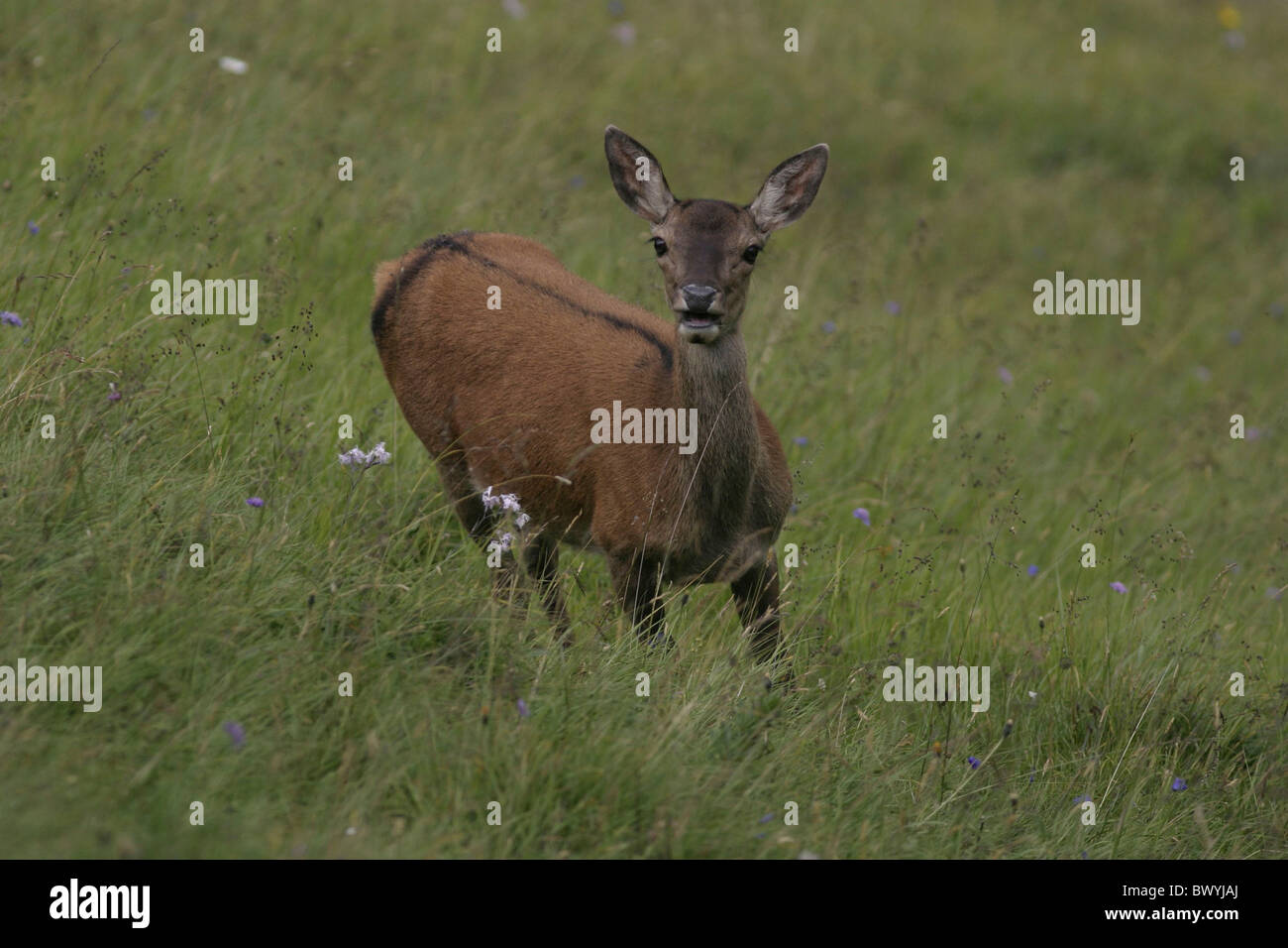 animal animals Cervus elaphus female hind meadow Red deer Stock Photo ...