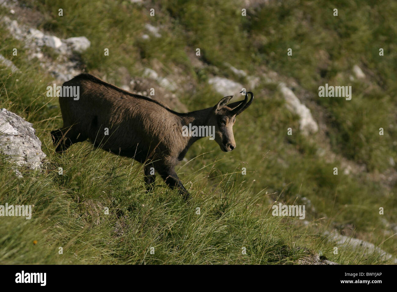 animal animals Chamois goat inclination mountains Rupicapra rupicapra ...