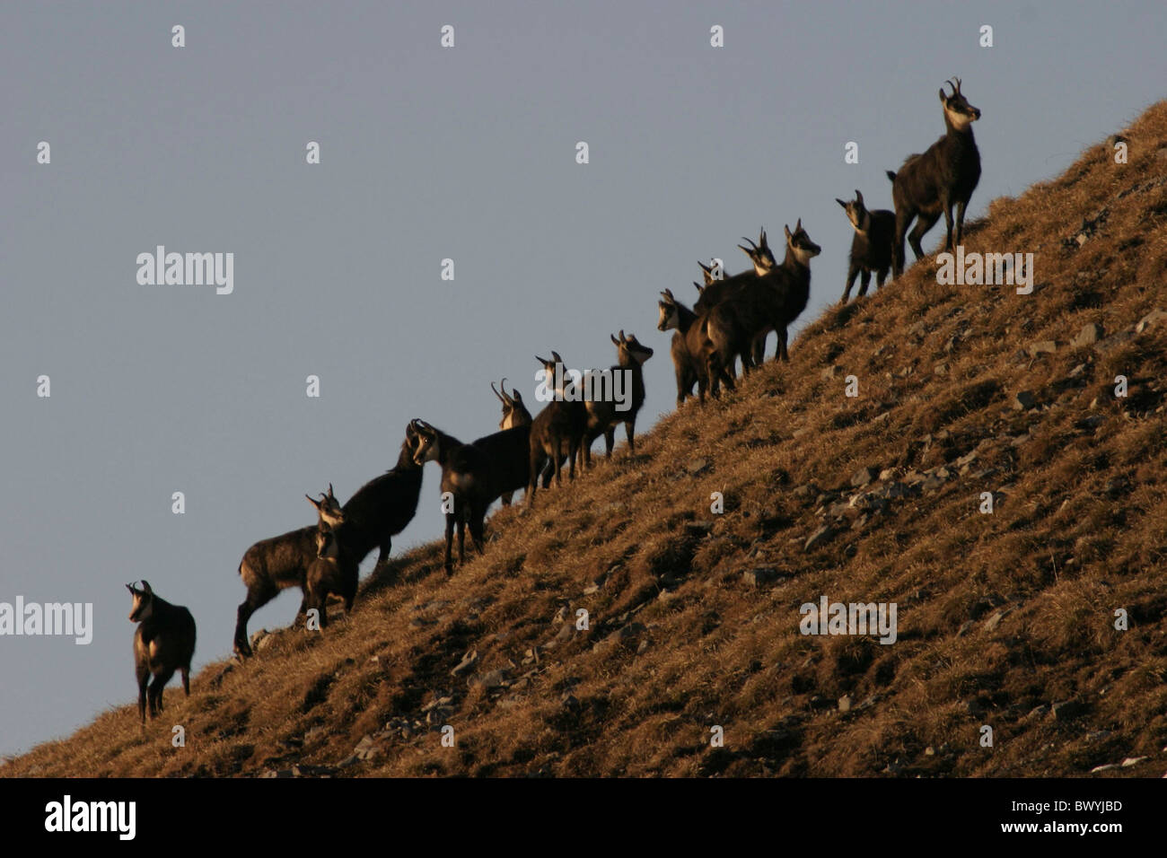 Animal mood hi-res stock photography and images - Alamy