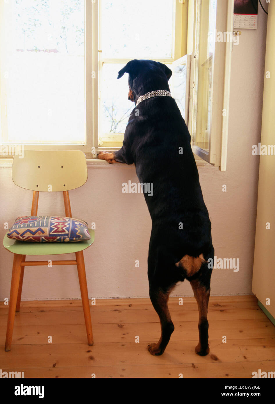 window look out dog bitch Rottweiler back view situation position Stock ...