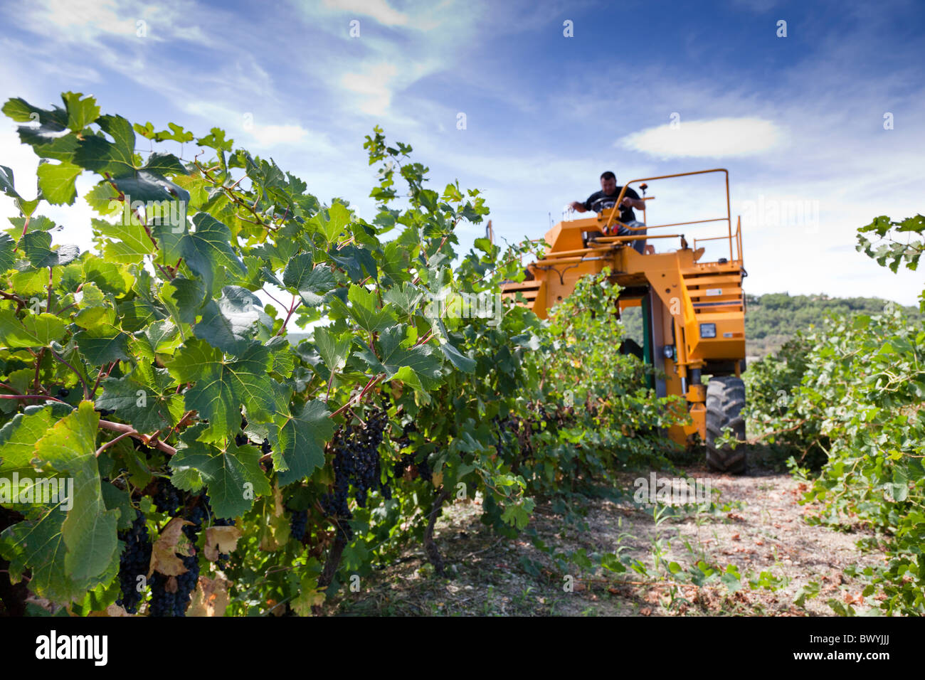 A mechanised grape picking machine makes its way along a row of vines ...