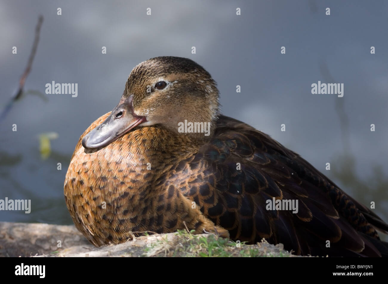 Wild female duck hi-res stock photography and images - Alamy