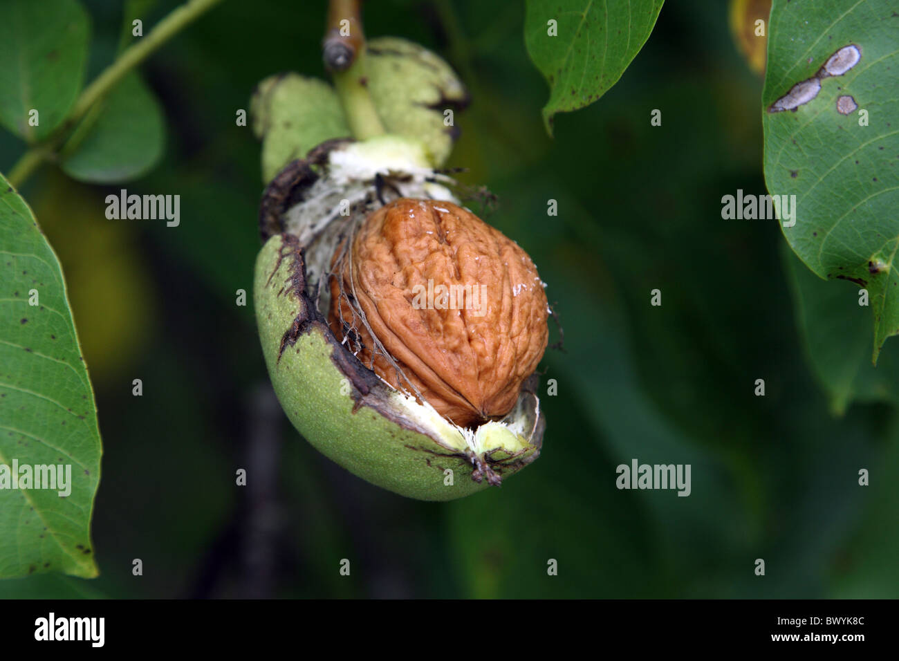 Walnut on a tree Stock Photo - Alamy
