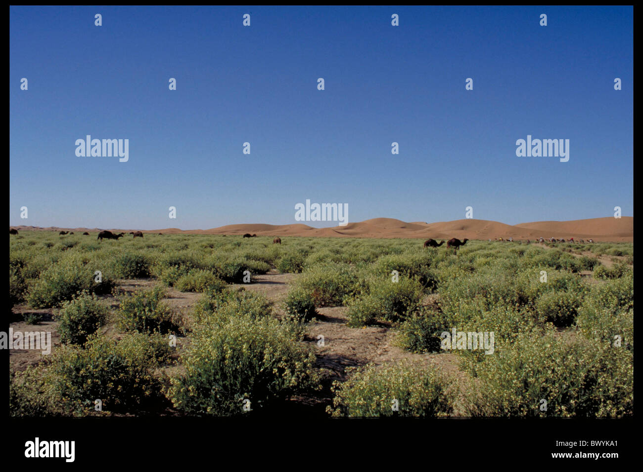 blossoming blossoms blue camel camels color colors day desert Dromedary ...