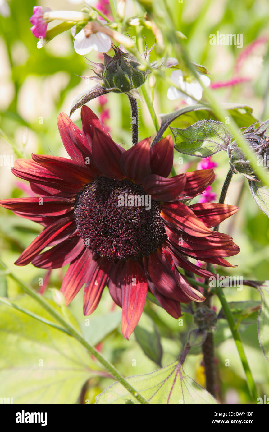 Red sunflower Helianthus Annuus Claret Red Asteraceae Compositae ...