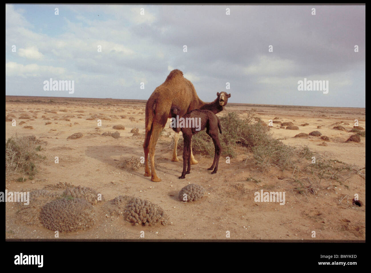 Africa animal animals Anti atlas brown camel camels clouds cloudy color ...