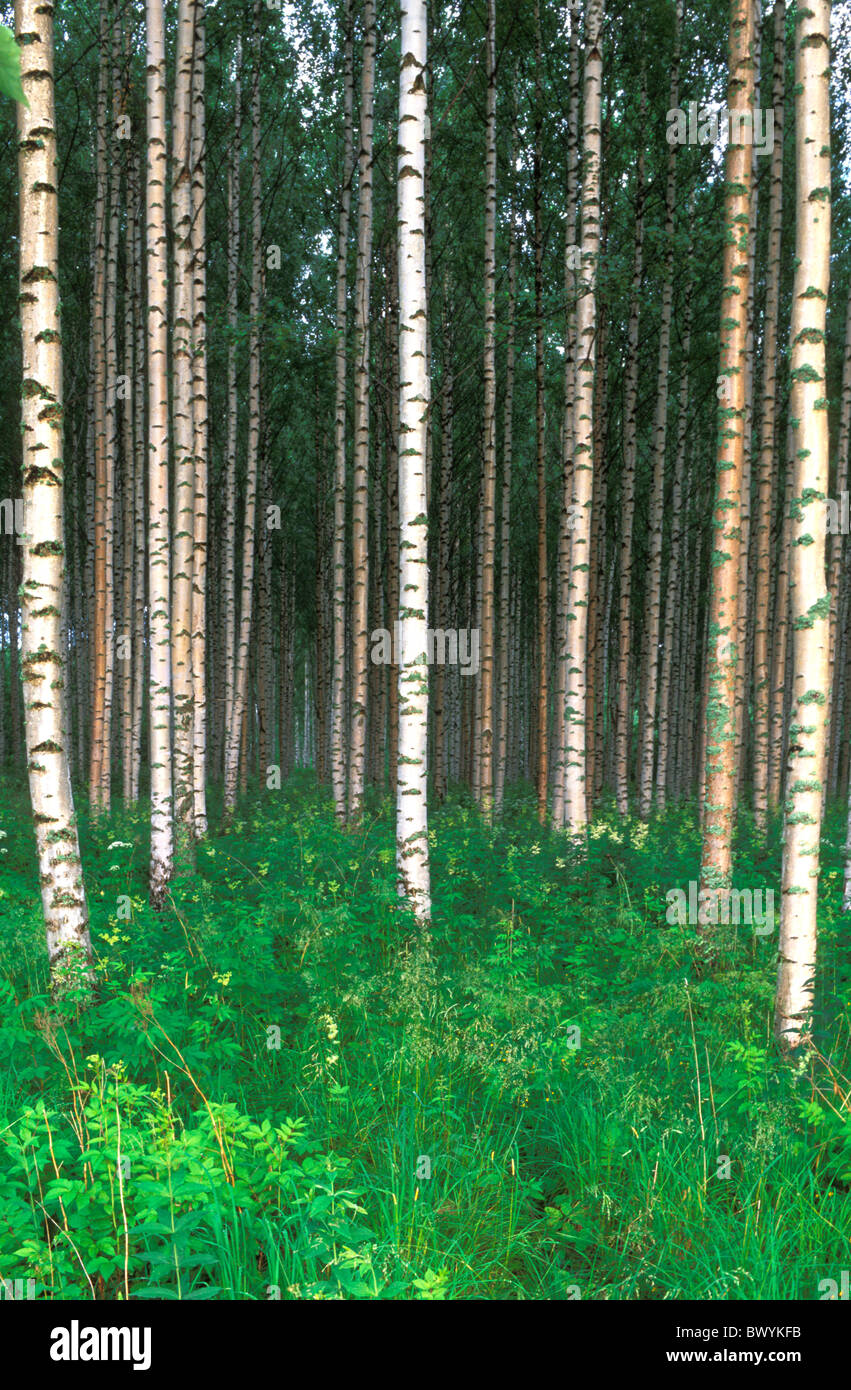trees birches birch wood Finland forestry production achievement wood ...