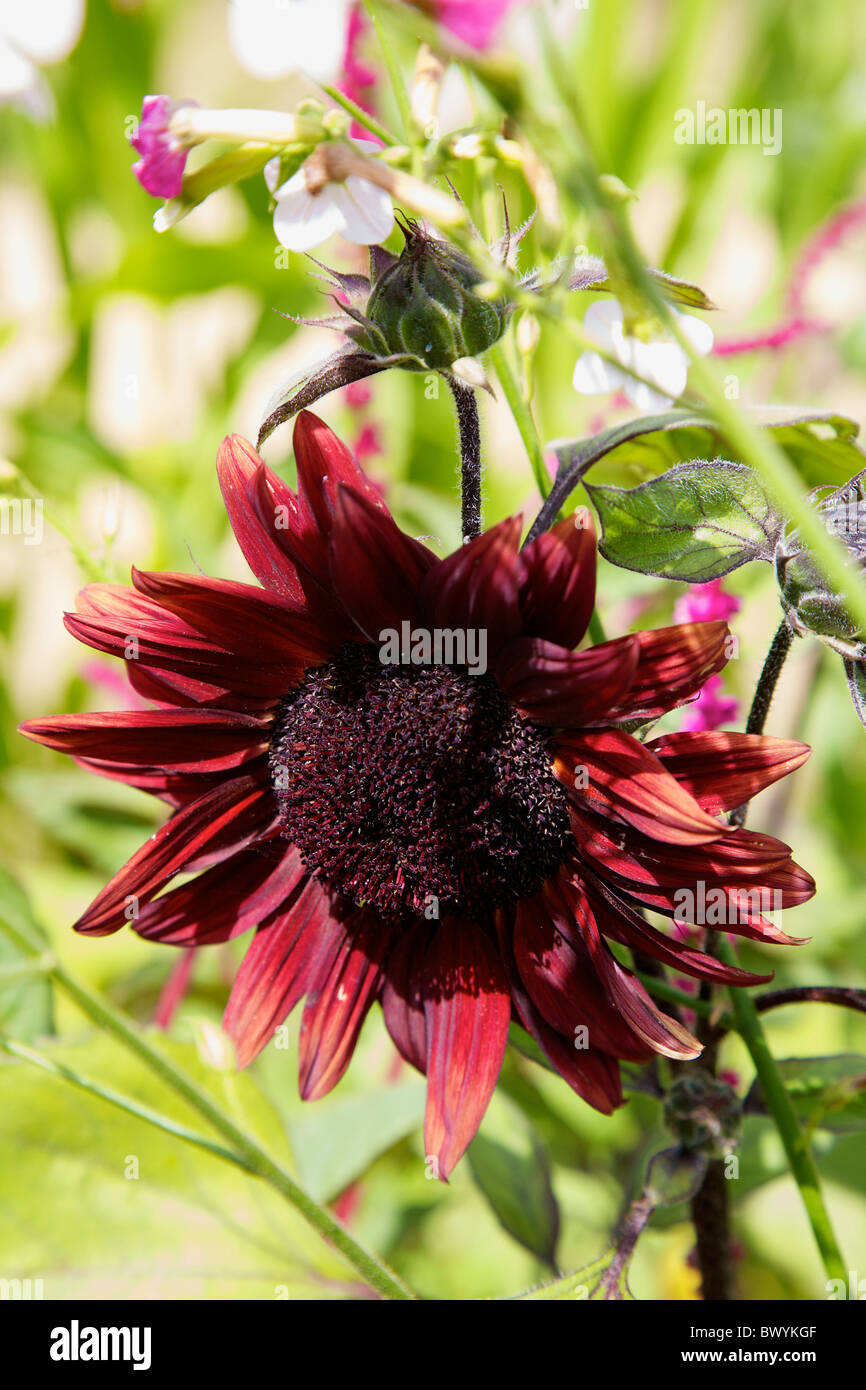 Helianthus claret hi-res stock photography and images - Alamy