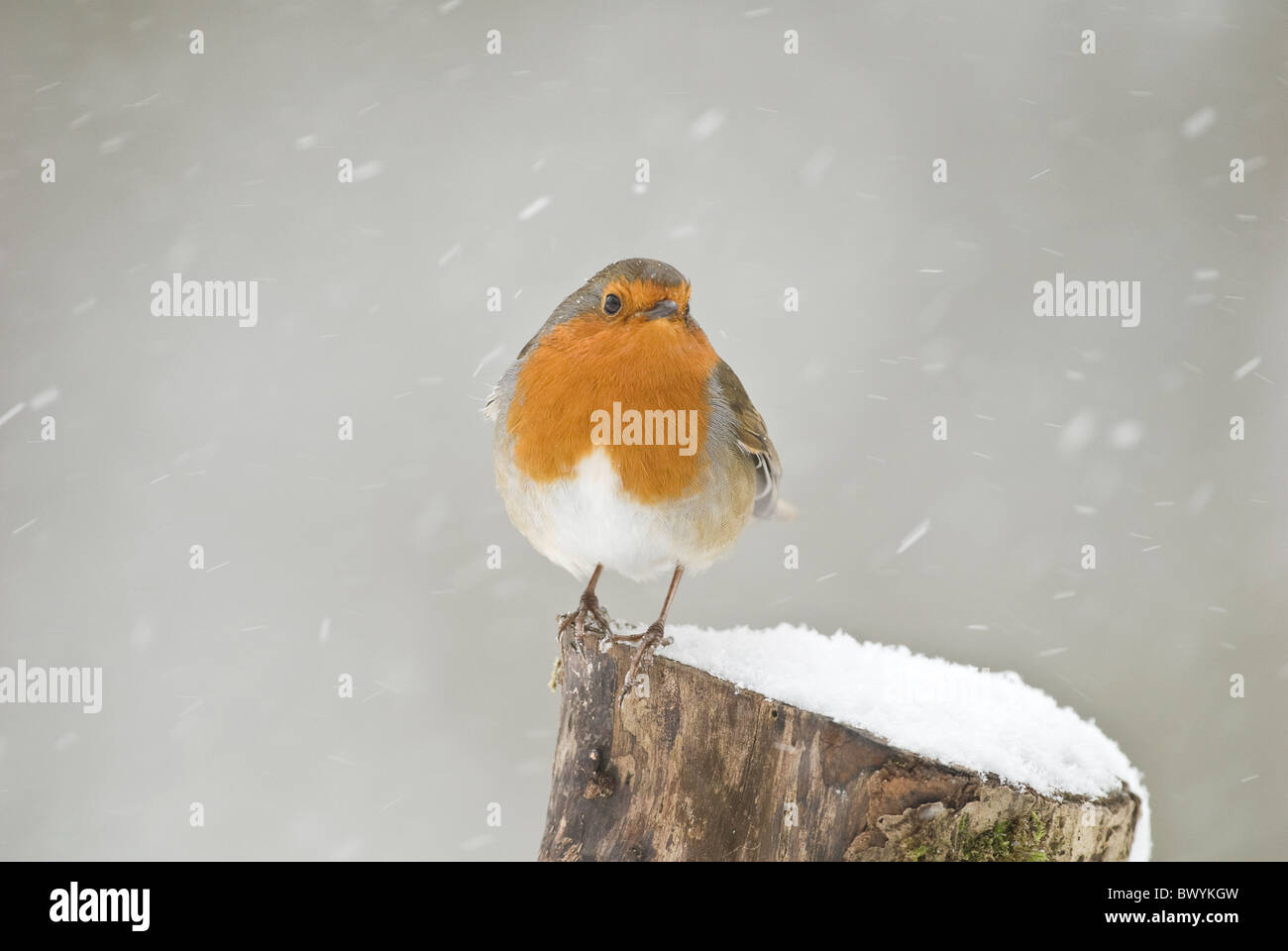 robin in snow Stock Photo - Alamy