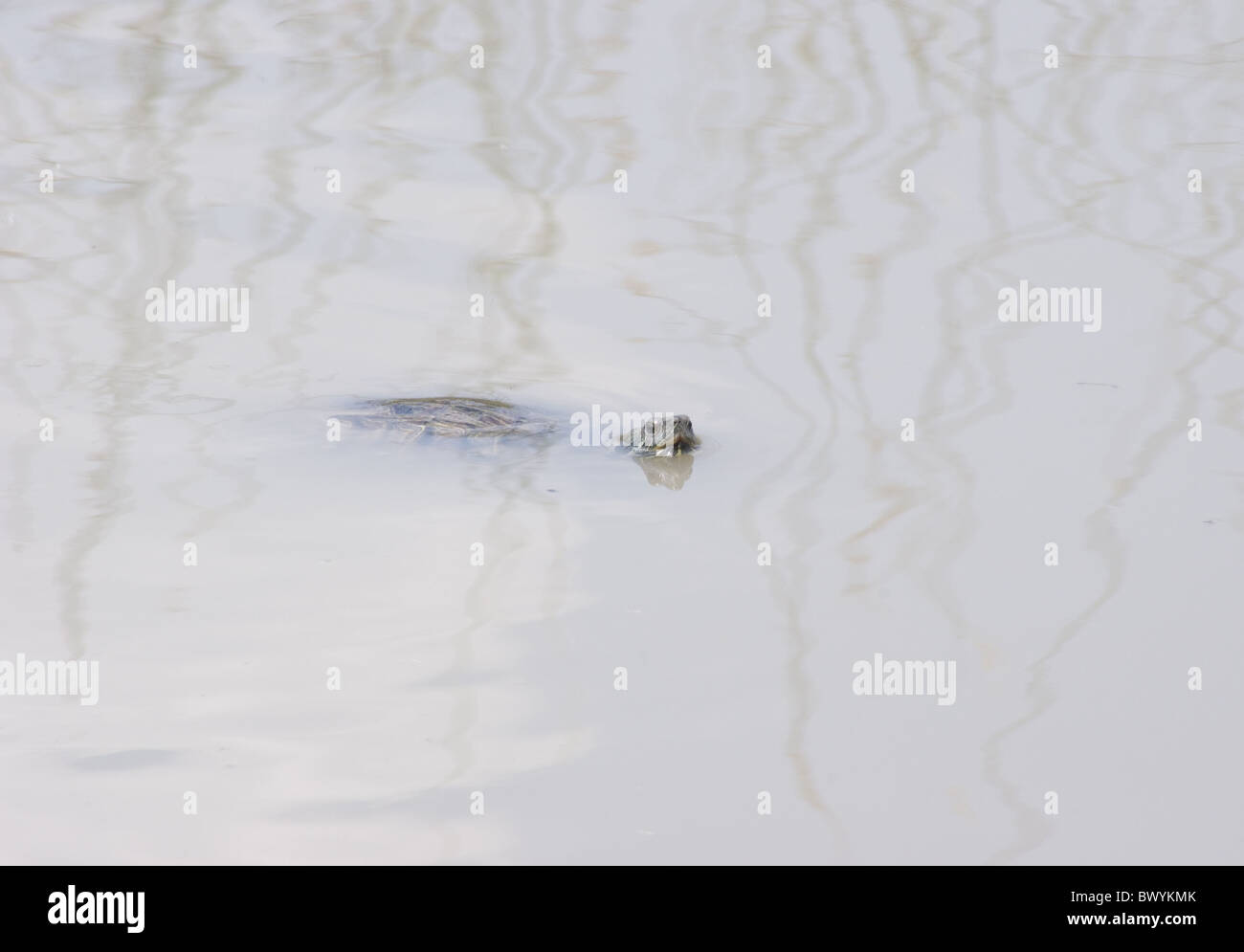 Trachemys sp hi-res stock photography and images - Alamy