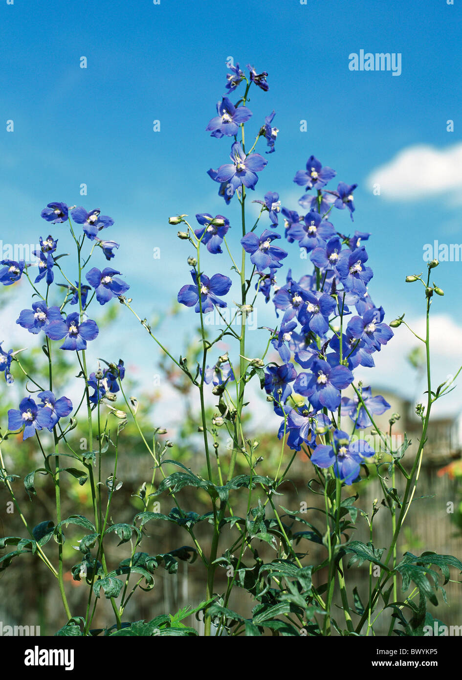 cutting part blue flowers blossoms flourishes flower-garden larkspur ...