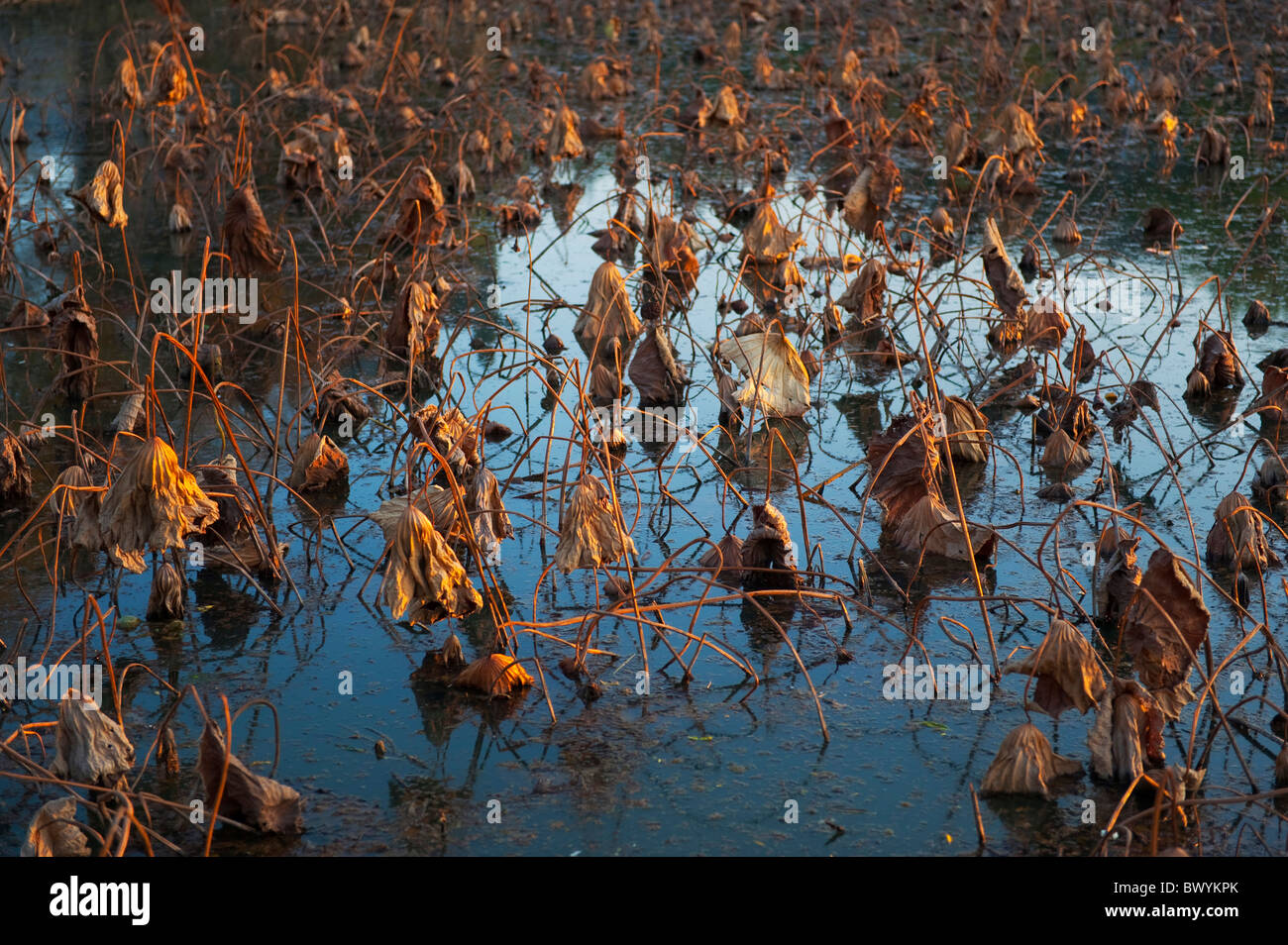 Wilted lotus, Heshun, Tengchong, Baoshan, Yunnan Province, China Stock ...