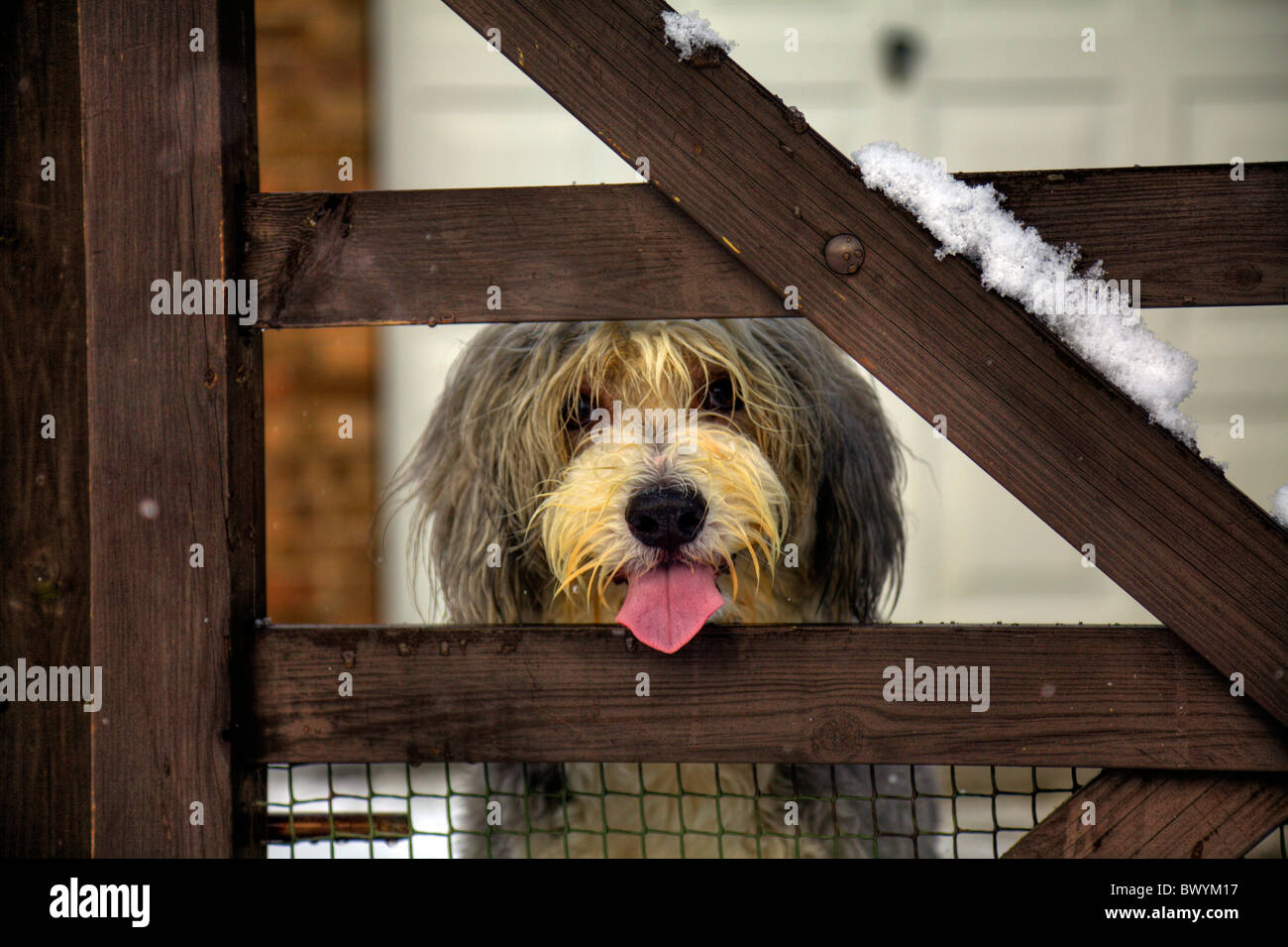 Dog Looking Through Fence High Resolution Stock Photography and Images ...
