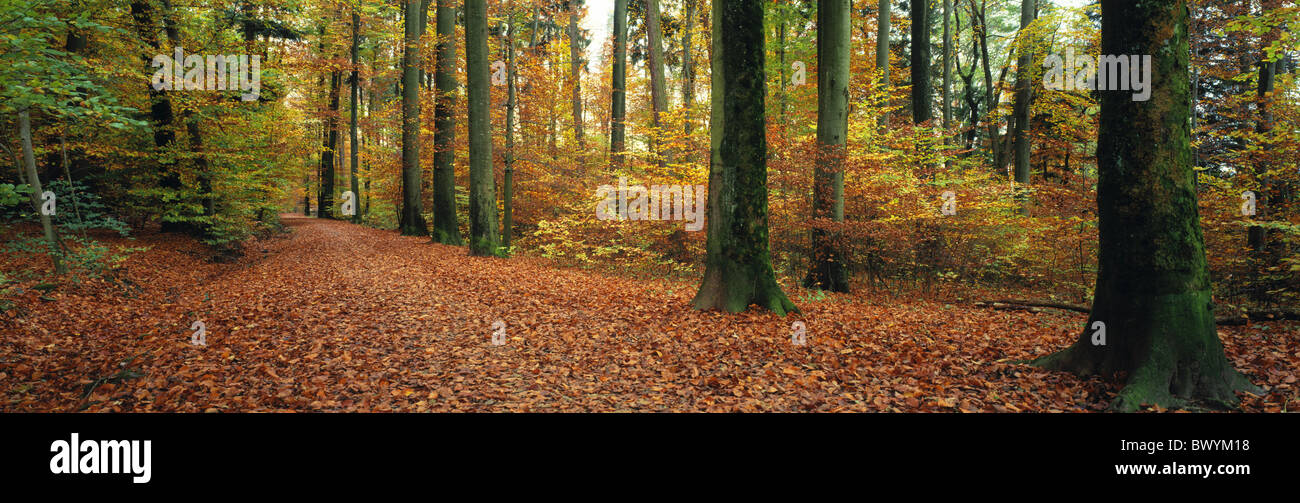 beech forest autumn inside scenery panorama wood forest trees foliage ...