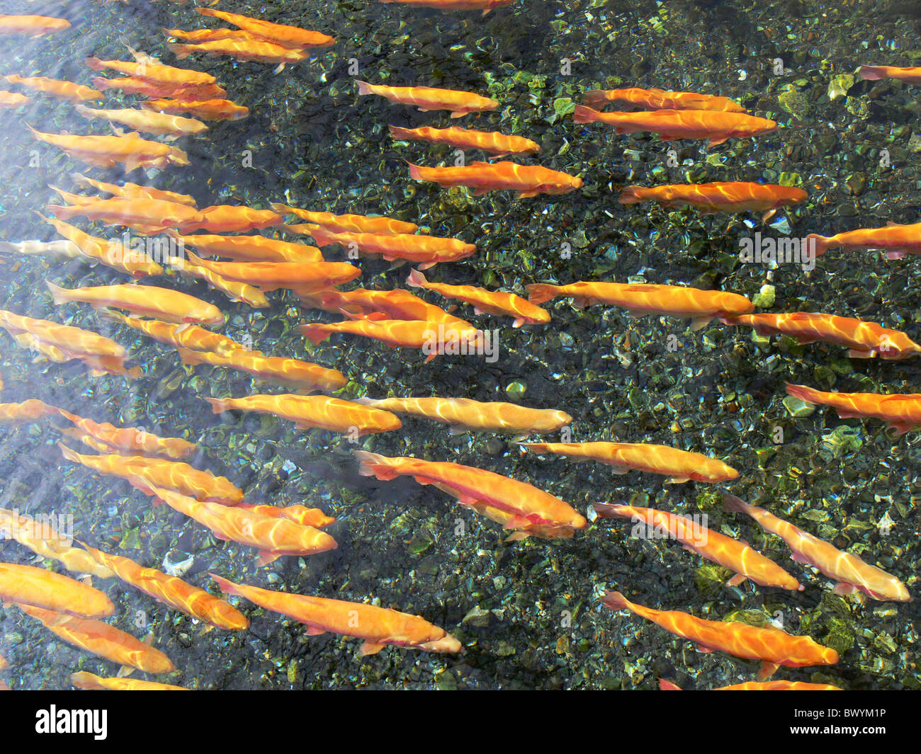 School of fish in The mouth of Divine Spring, Yushui Stockade Scenic ...