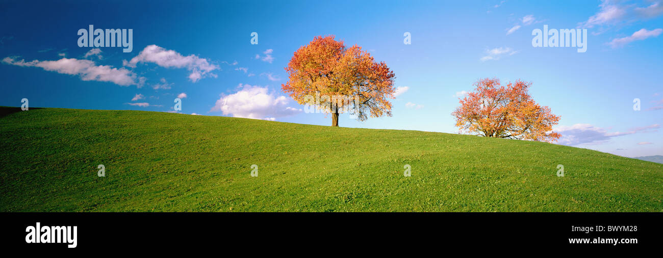 autumn hill season panorama Switzerland Europe meadow two trees Stock ...