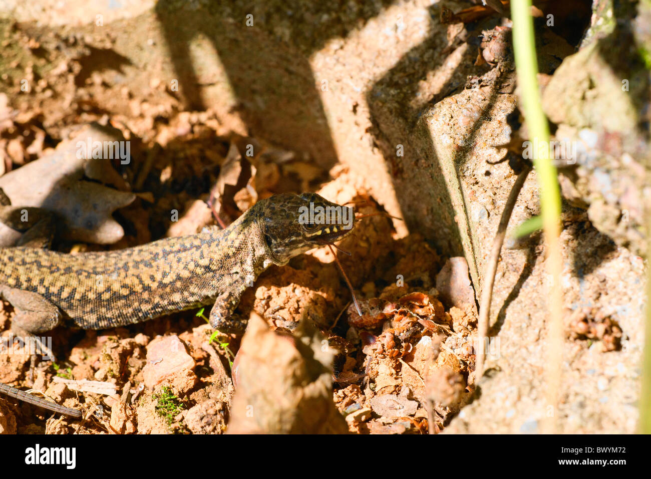 A common lizard eating a spider Stock Photo - Alamy