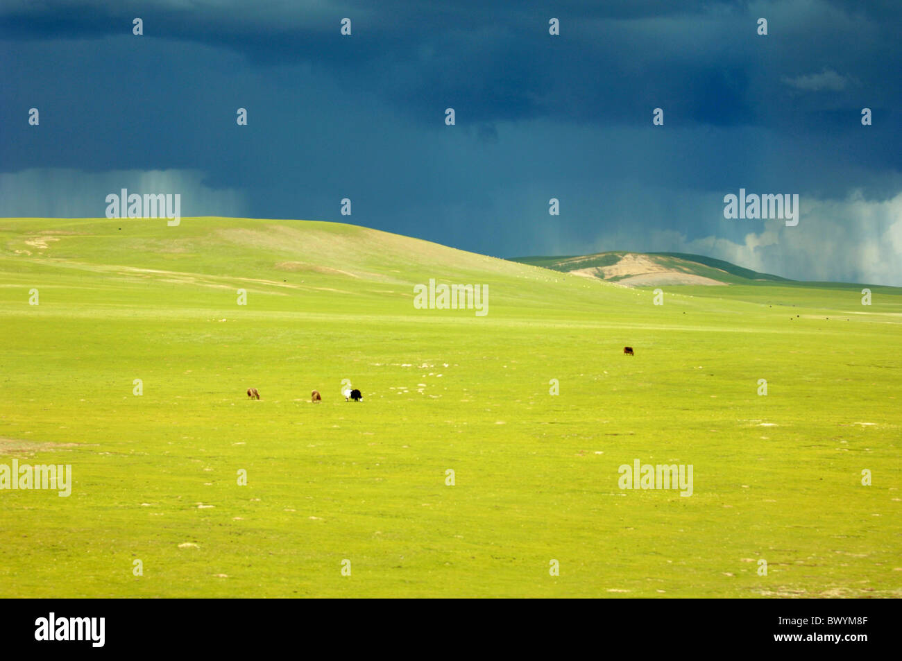 Green and tibet plateau pasture hi-res stock photography and images - Alamy