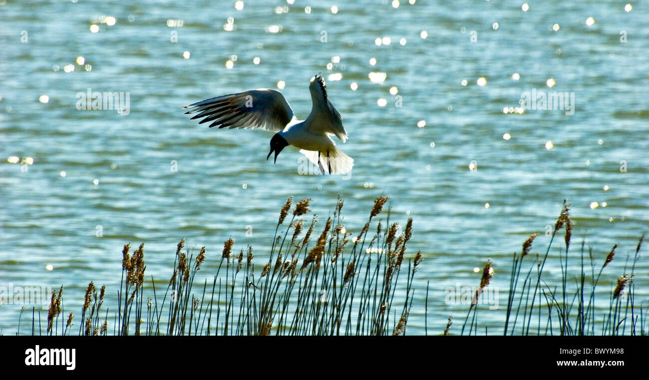 Ready to pounce on bird hi-res stock photography and images - Alamy