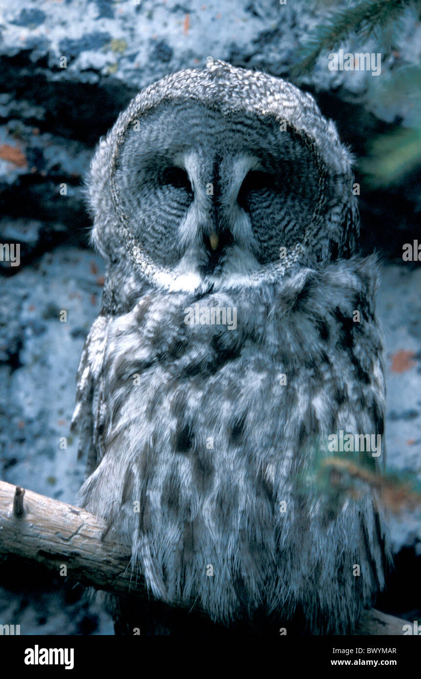 Great Gray Owl Strix nebulosa portrait animal bird Stock Photo - Alamy