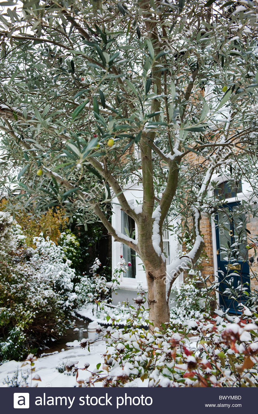 Olive Tree Garden Stock Photos & Olive Tree Garden Stock Images - Alamy