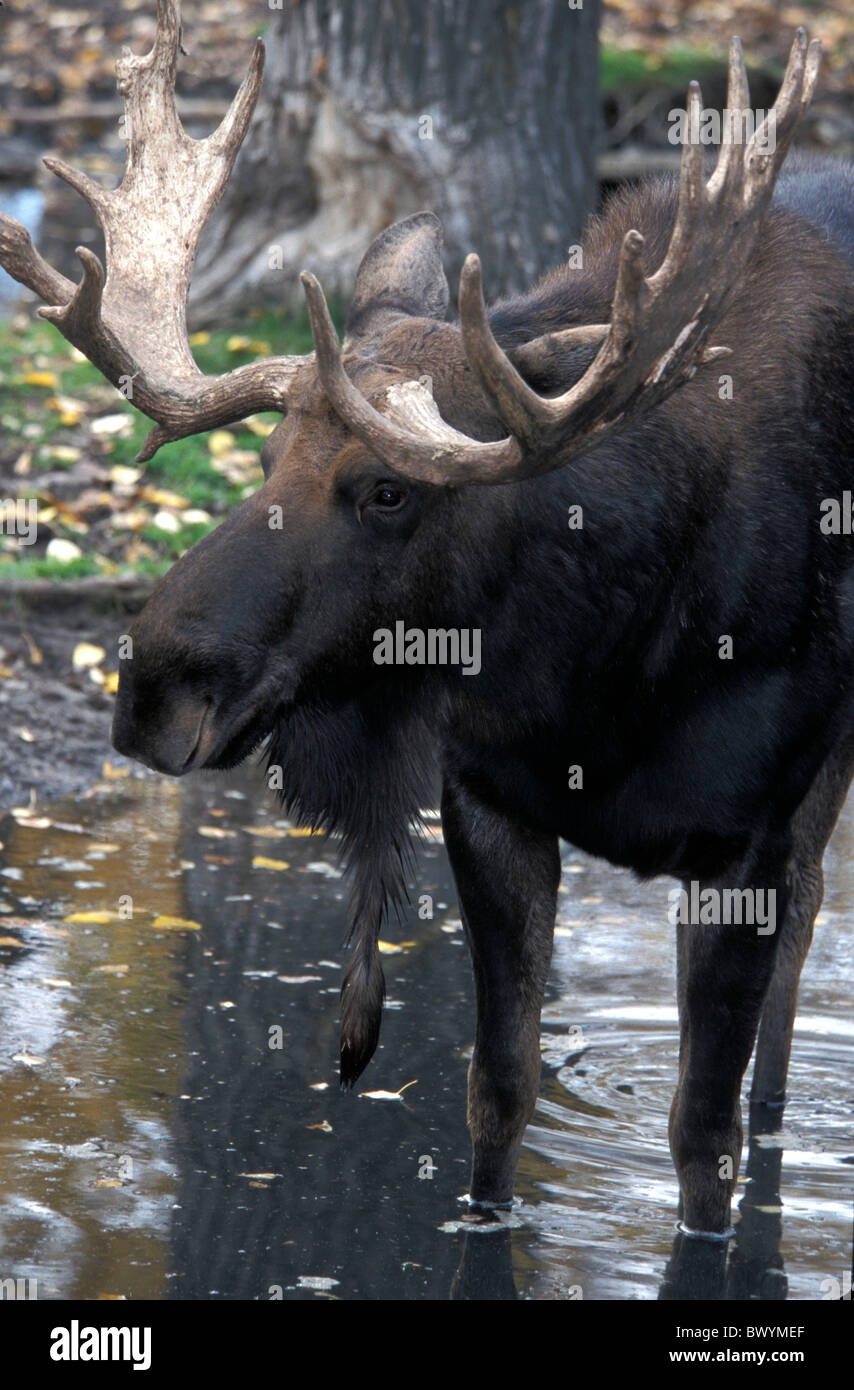 Alberta Alces alces Canada North America America Moose standing in a ...