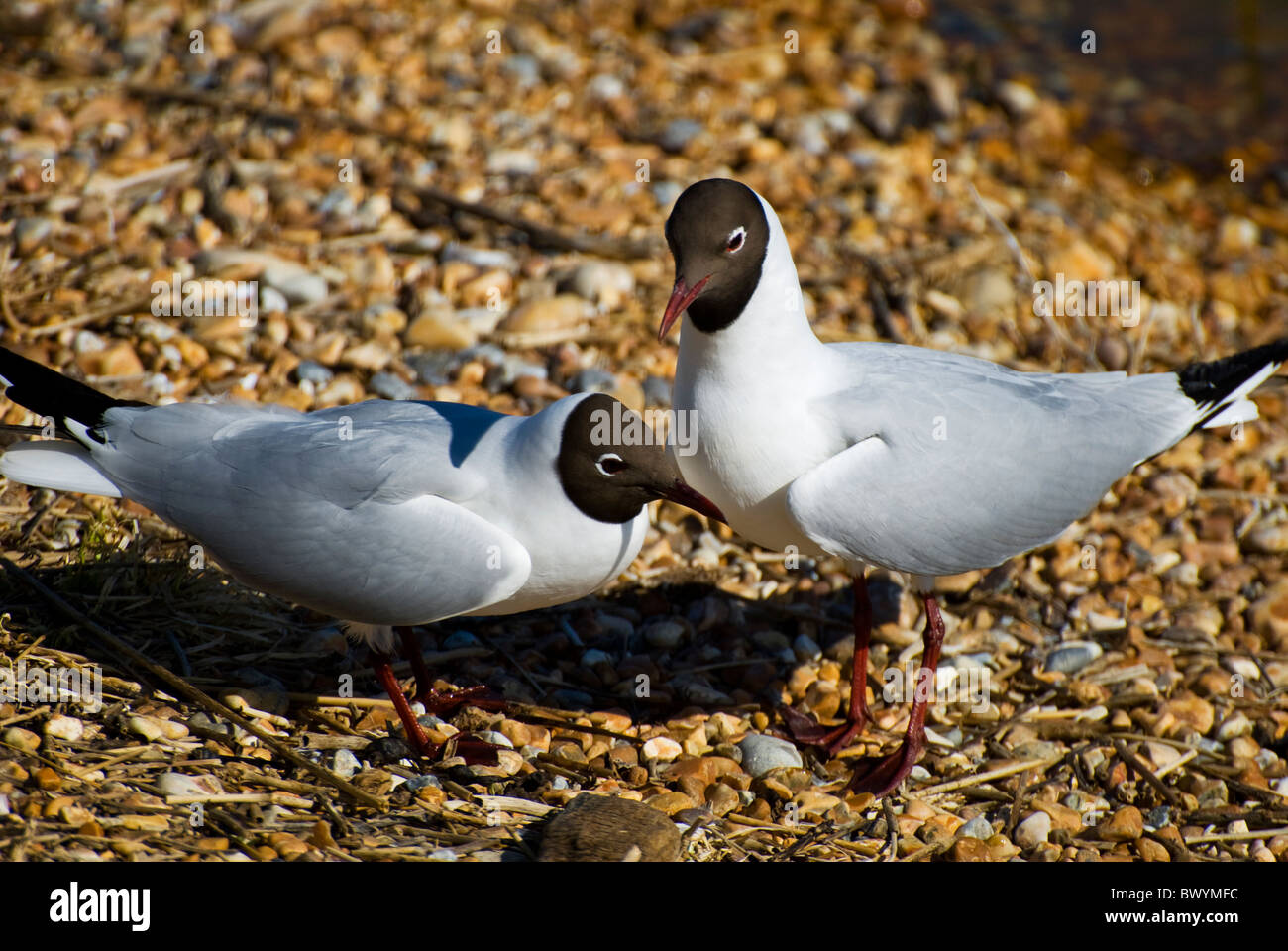 Close up landscape of pair black capped seagulls standing on pebbles on ...