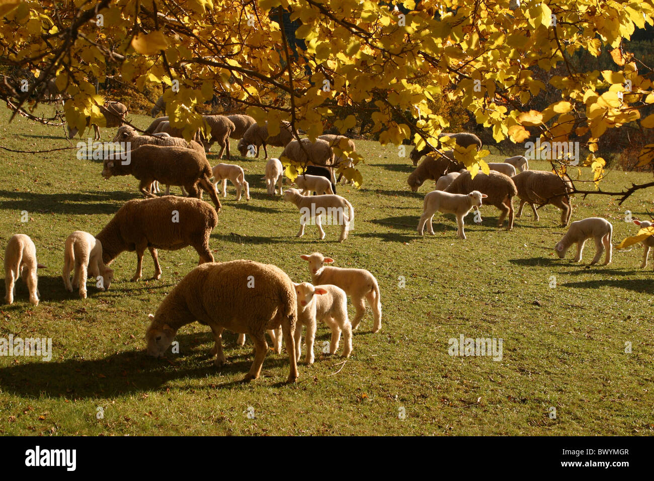 Herds of sheep hi-res stock photography and images - Alamy